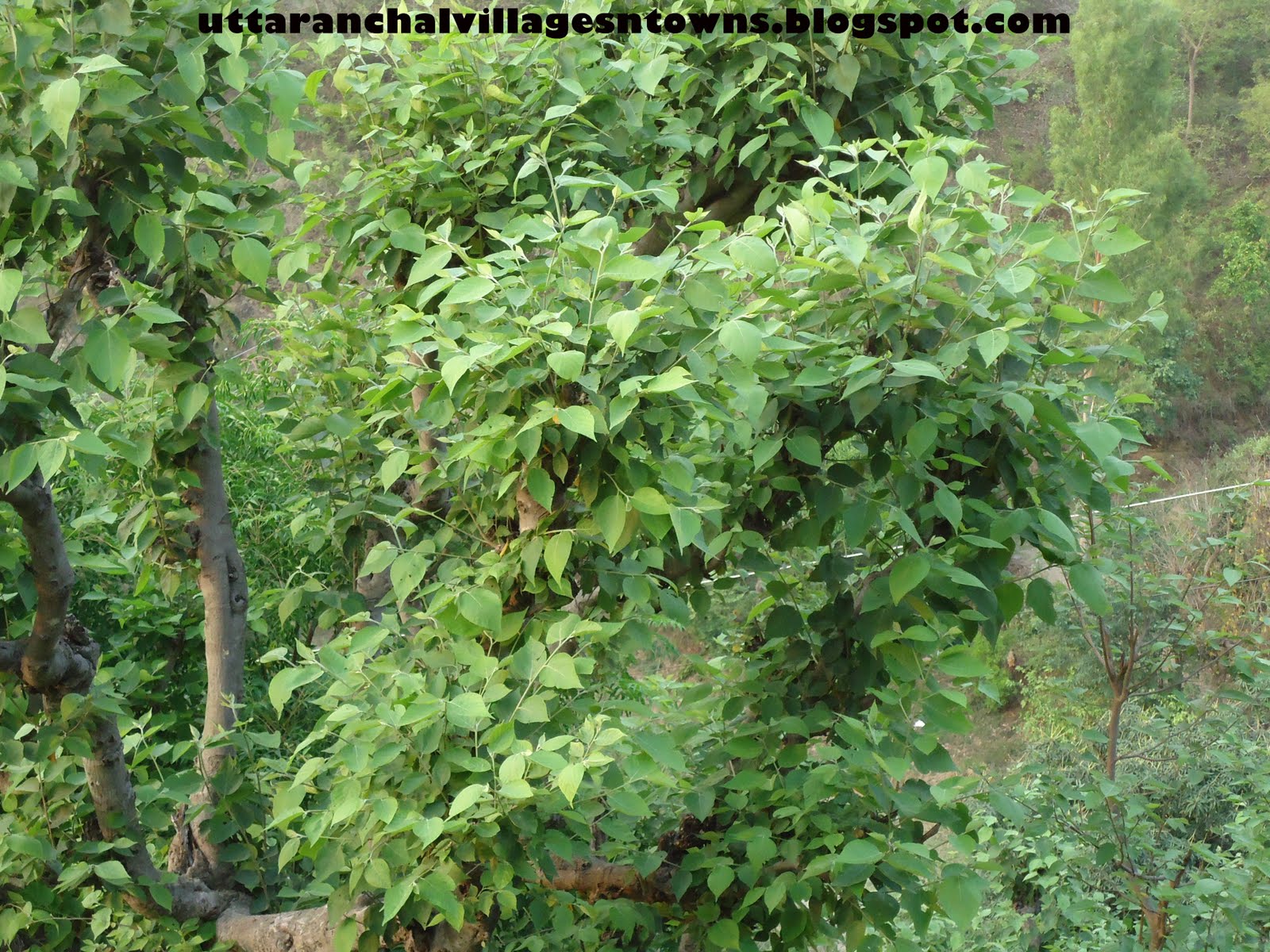 Villages and towns of Uttaranchal: Uttaranchal flora