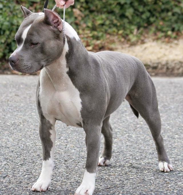 Blog do Pit Bull: Tipos de Pit Bull