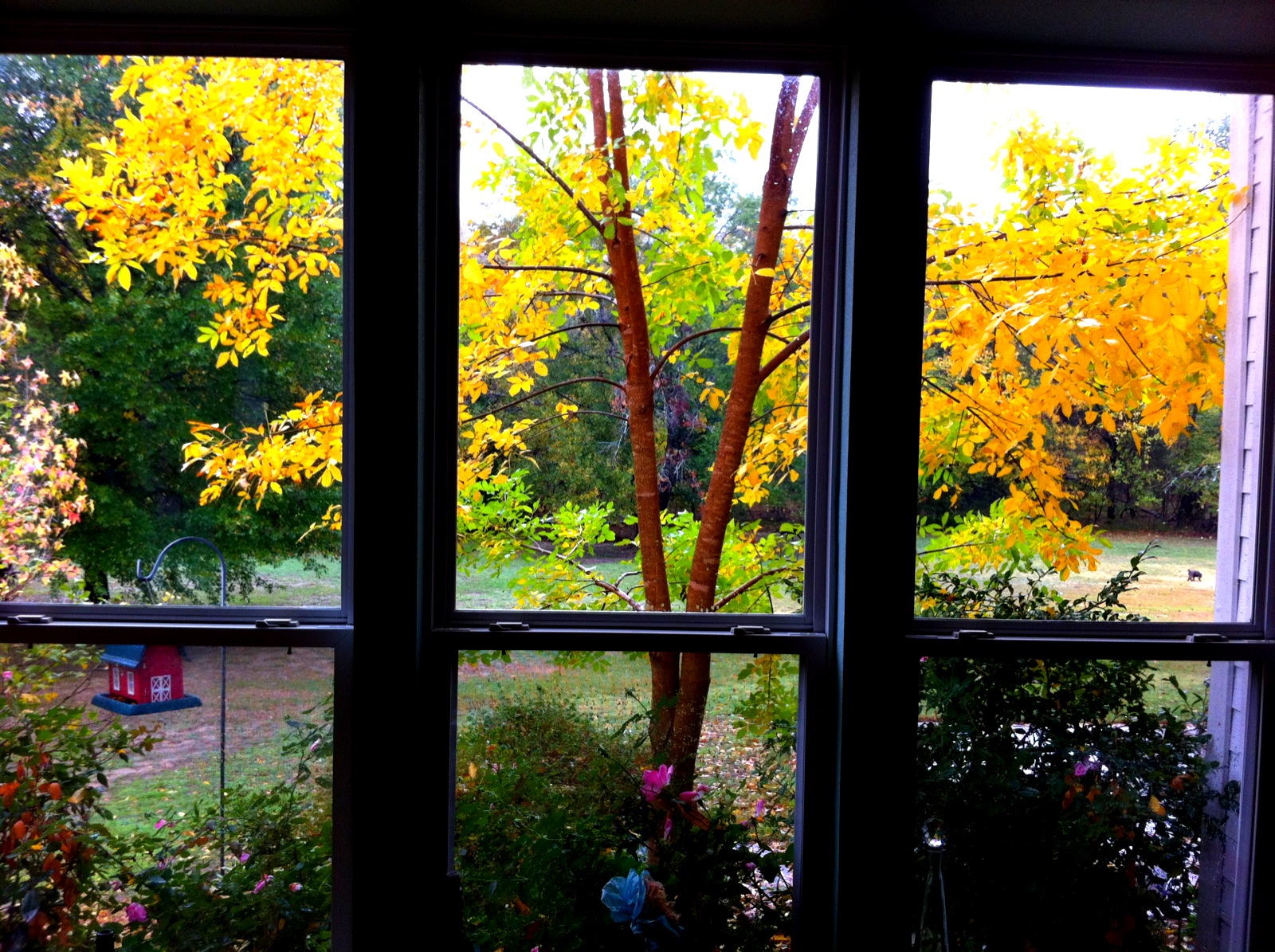 Redneck Haiku: Life in Poetry... Texas