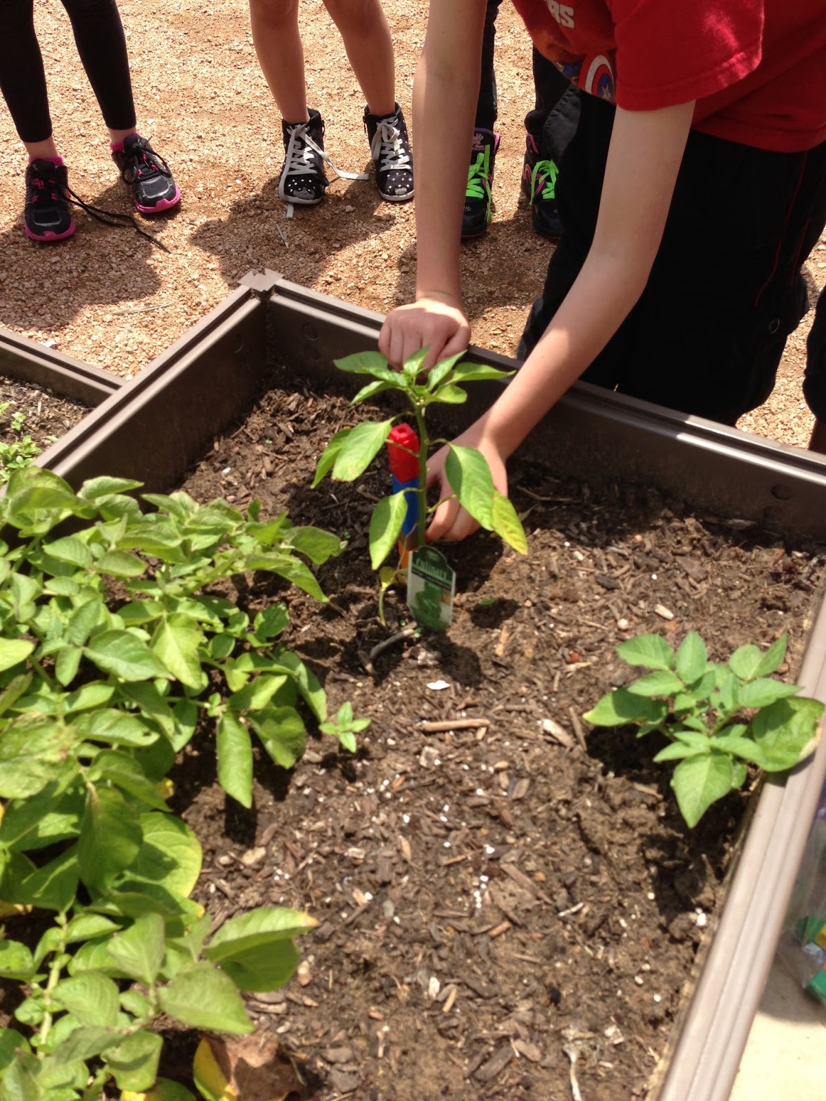 Bishop's Blackboard: An Elementary Education Blog: Measurement