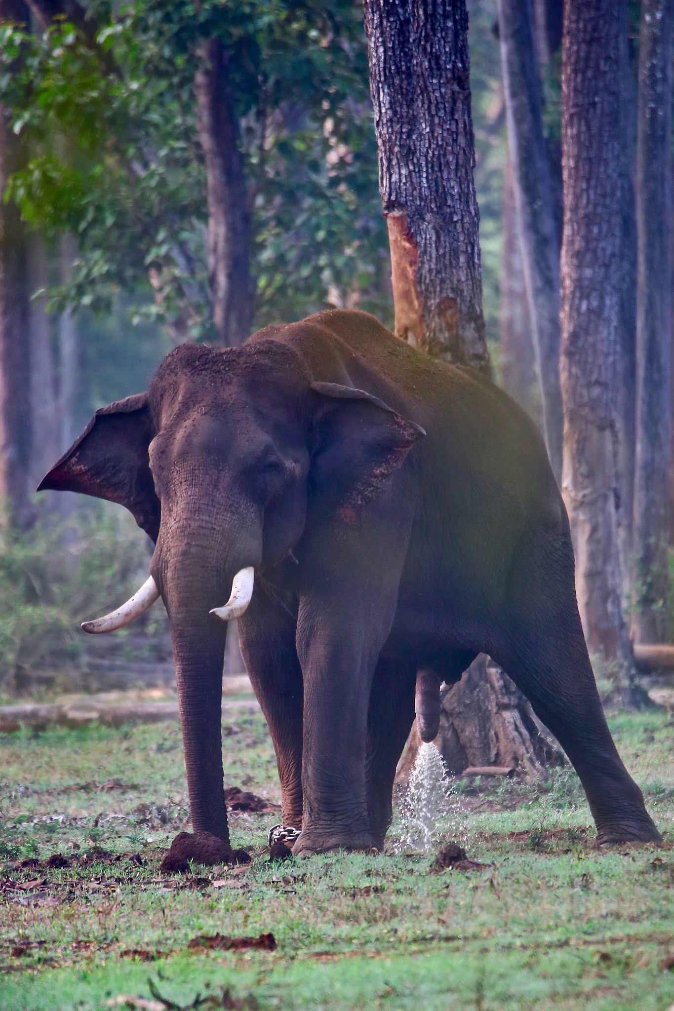 Elephant at its Morning Ritual: Peeing