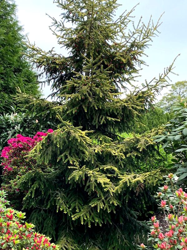 A GUIDE TO NORTHEASTERN GARDENING: Garden Bloggers' Bloom Day & Foliage ...