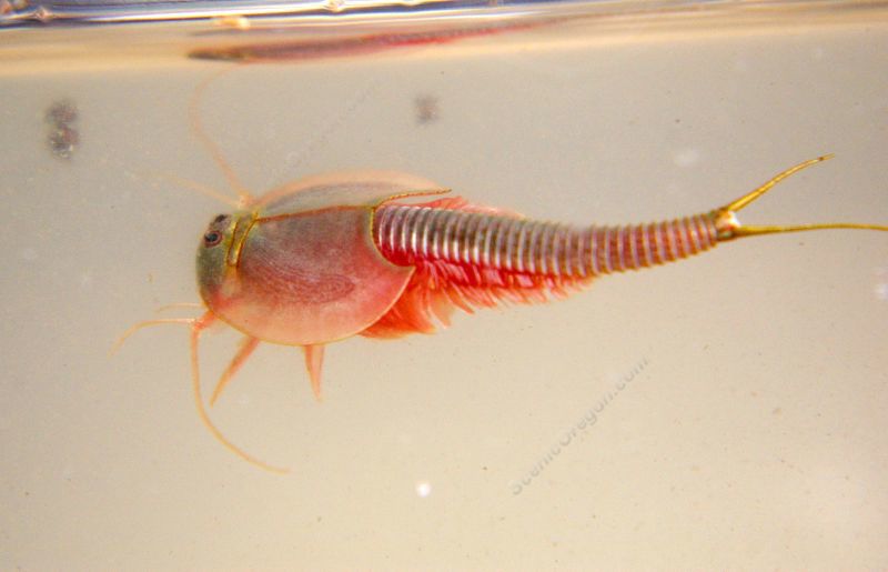 Como eclodir ovos de Triops - Brasil ~ Pet Mania - Bettas e Guppies ...