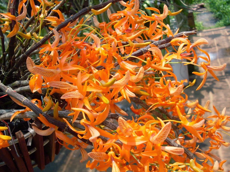 Dendrobium unicum care and culture | Travaldo's blog