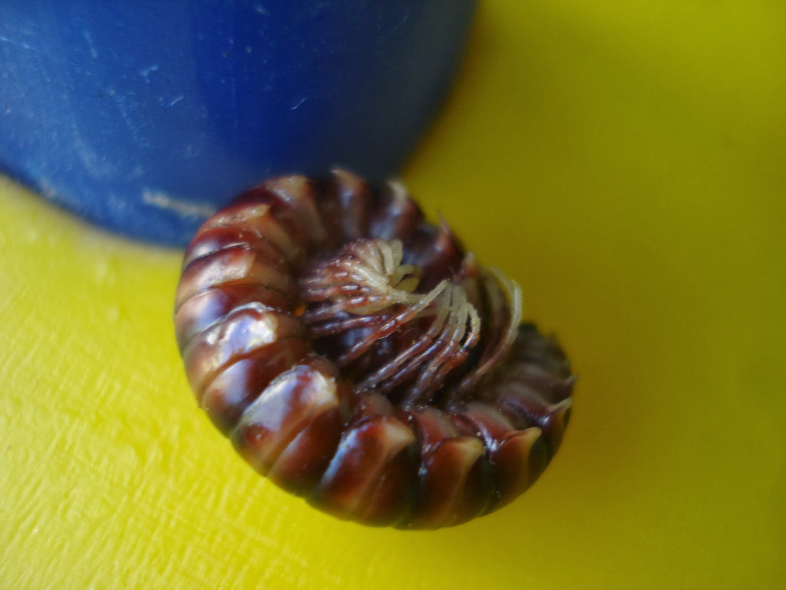 Canguçu em cores II: Embuá - Gongolo - Gongolô - Piolho-de-Cobra ...