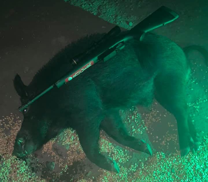 Marian's Hunting Stories, etc., etc., etc...: Hog Queen's #184