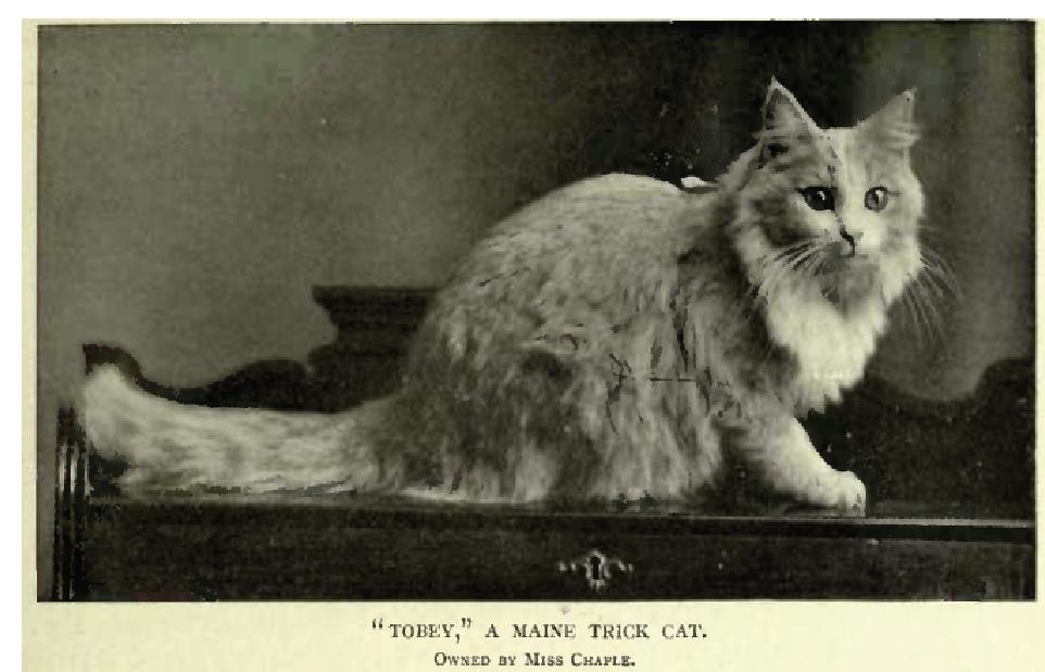 Wicked Yankee: Maine Coons - That Yankee Cat