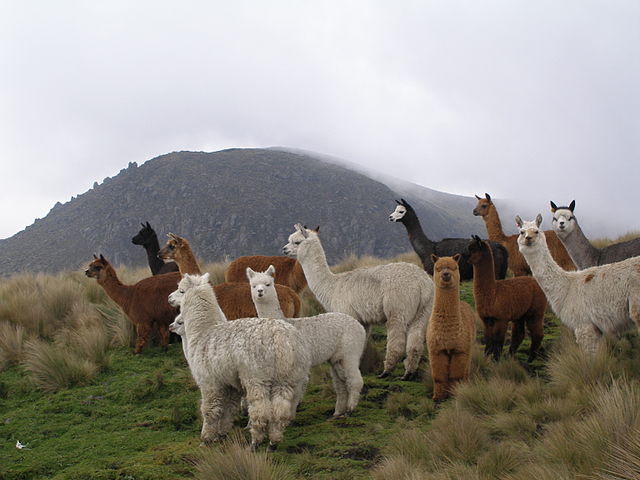 Studying sacrificial llamas in ancient Peru using stable isotope analysis