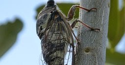 Diamonds in My Coal bucket: Appalachian Word of the Week -- JAR FLY