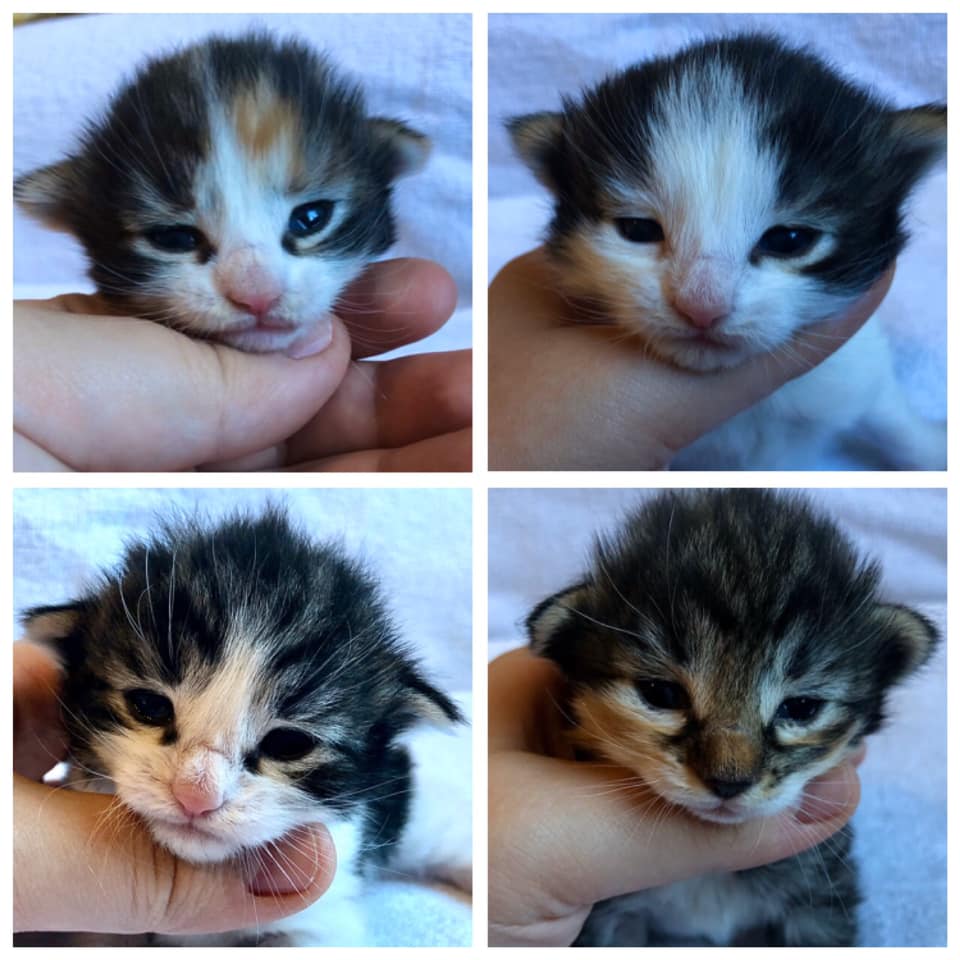 FI*Carwalions - Norwegian Forest Cats: Litters