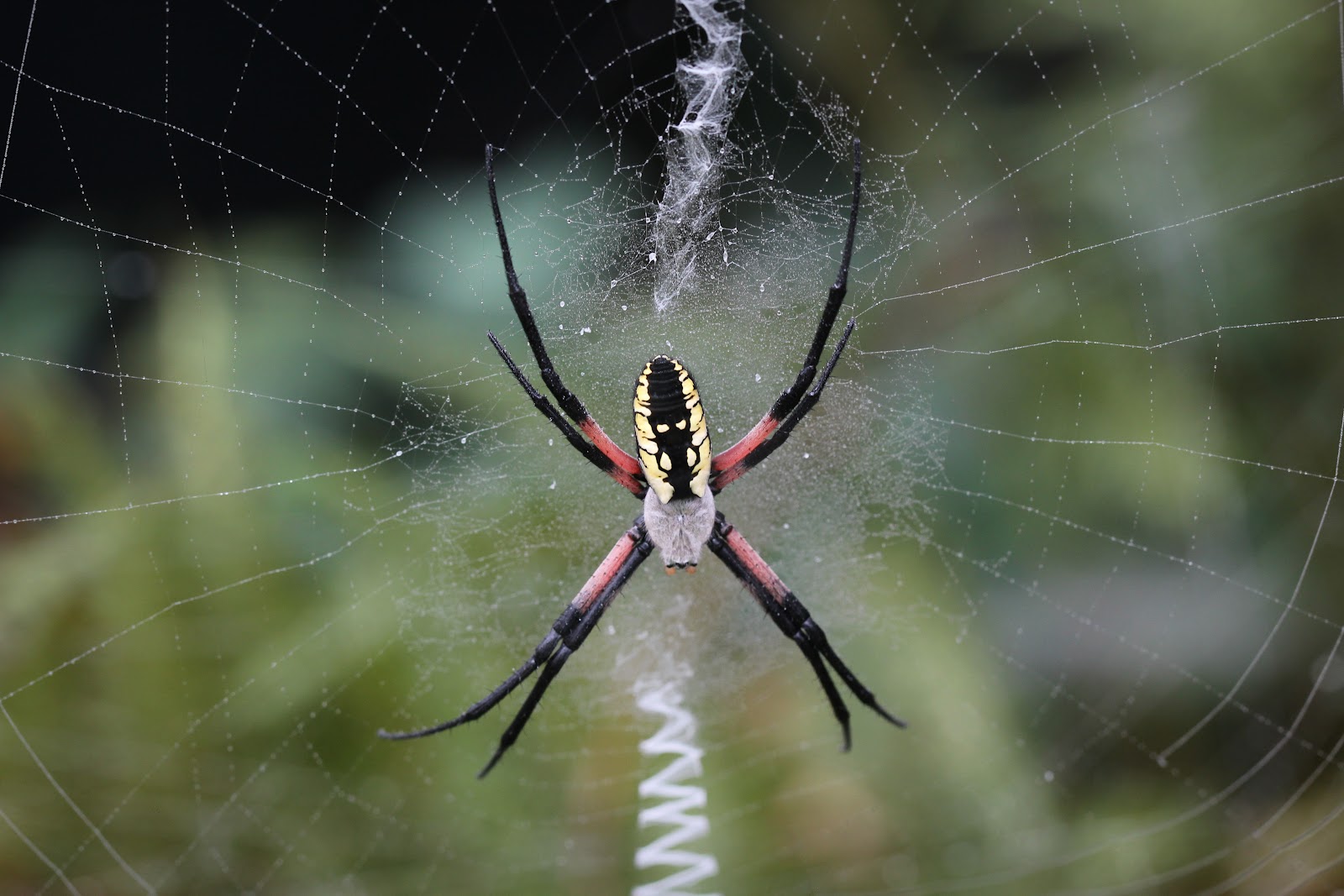 A Suburban Wilderness: My Favorite Spider...