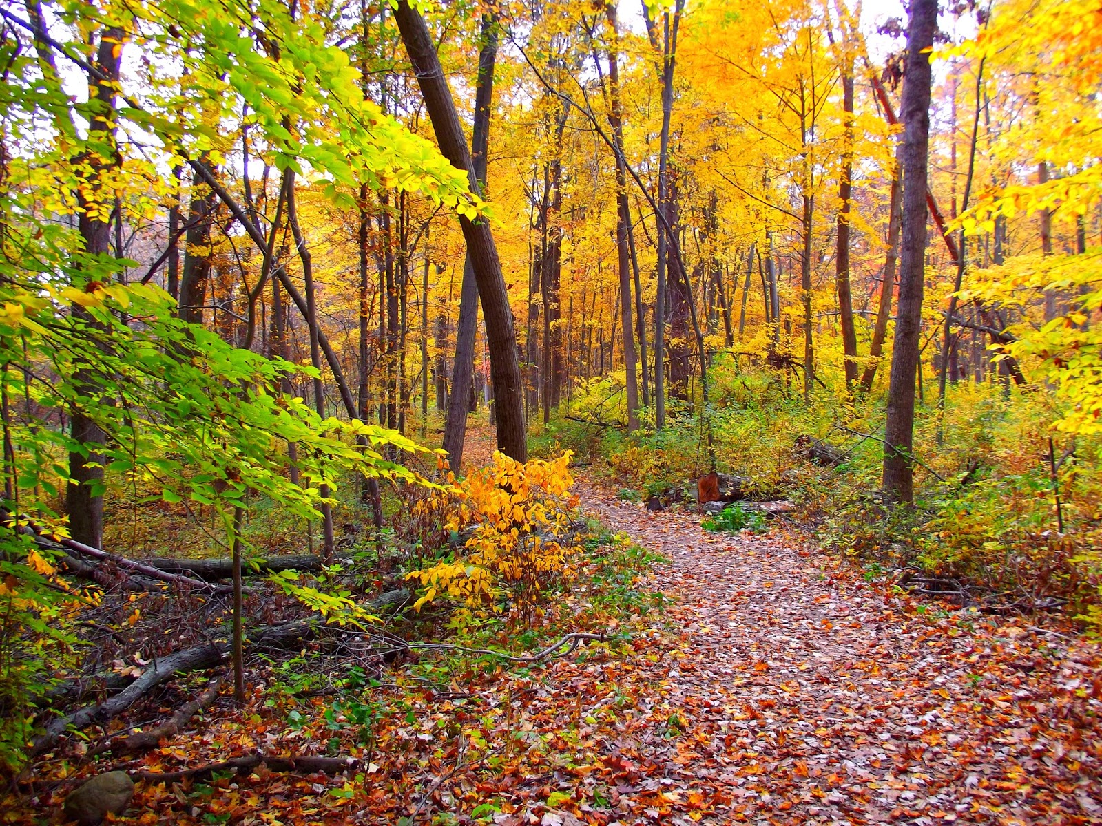 A Visit to Pokagon State Park, Indiana