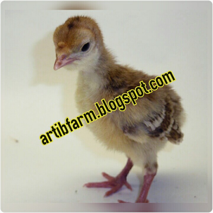 How To Brood Poults