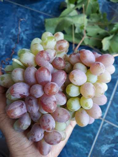 anggur jenis crimson sulit berbuah?... padahal.. | Pohon Anggur Genjah