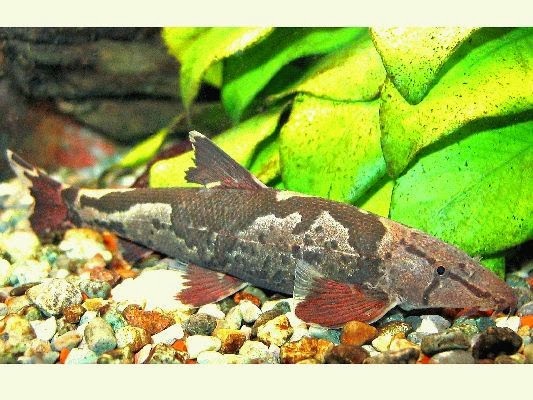 Finatics Tropical Fish : Can a Loach win my Heart!? If it’s a Red ...