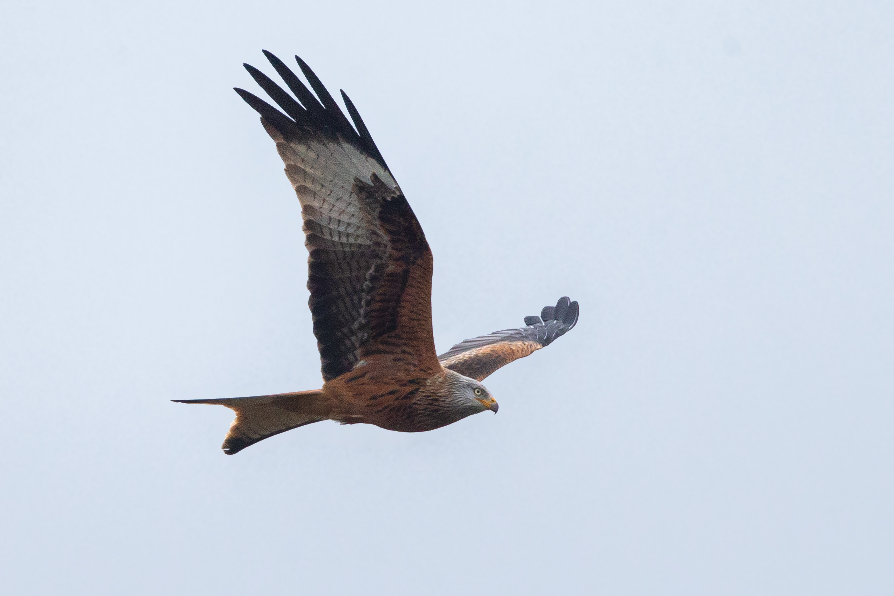 Darley Dale Wildlife: First Red Kite of the year and a stray Pink ...