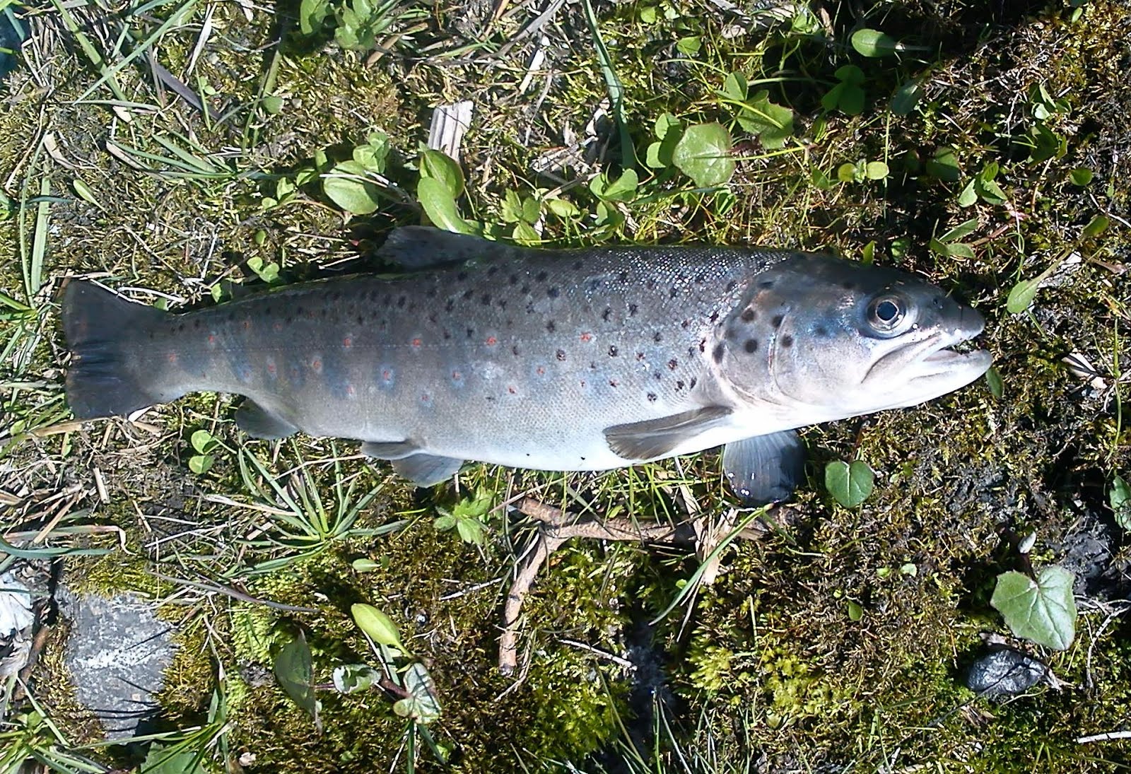 beo-fishing