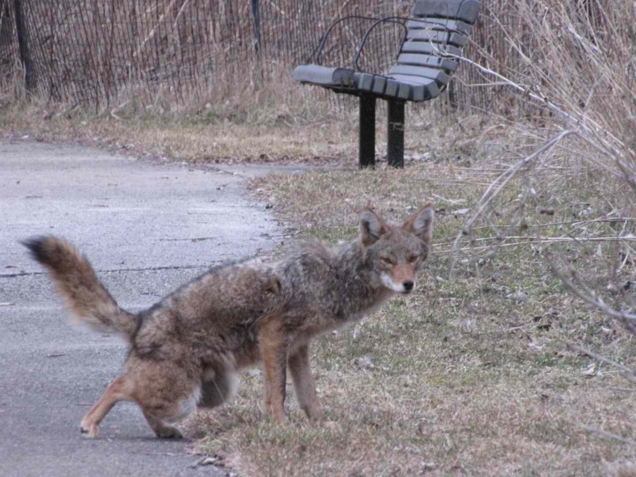 DOGWOOD: Chicago Coyote