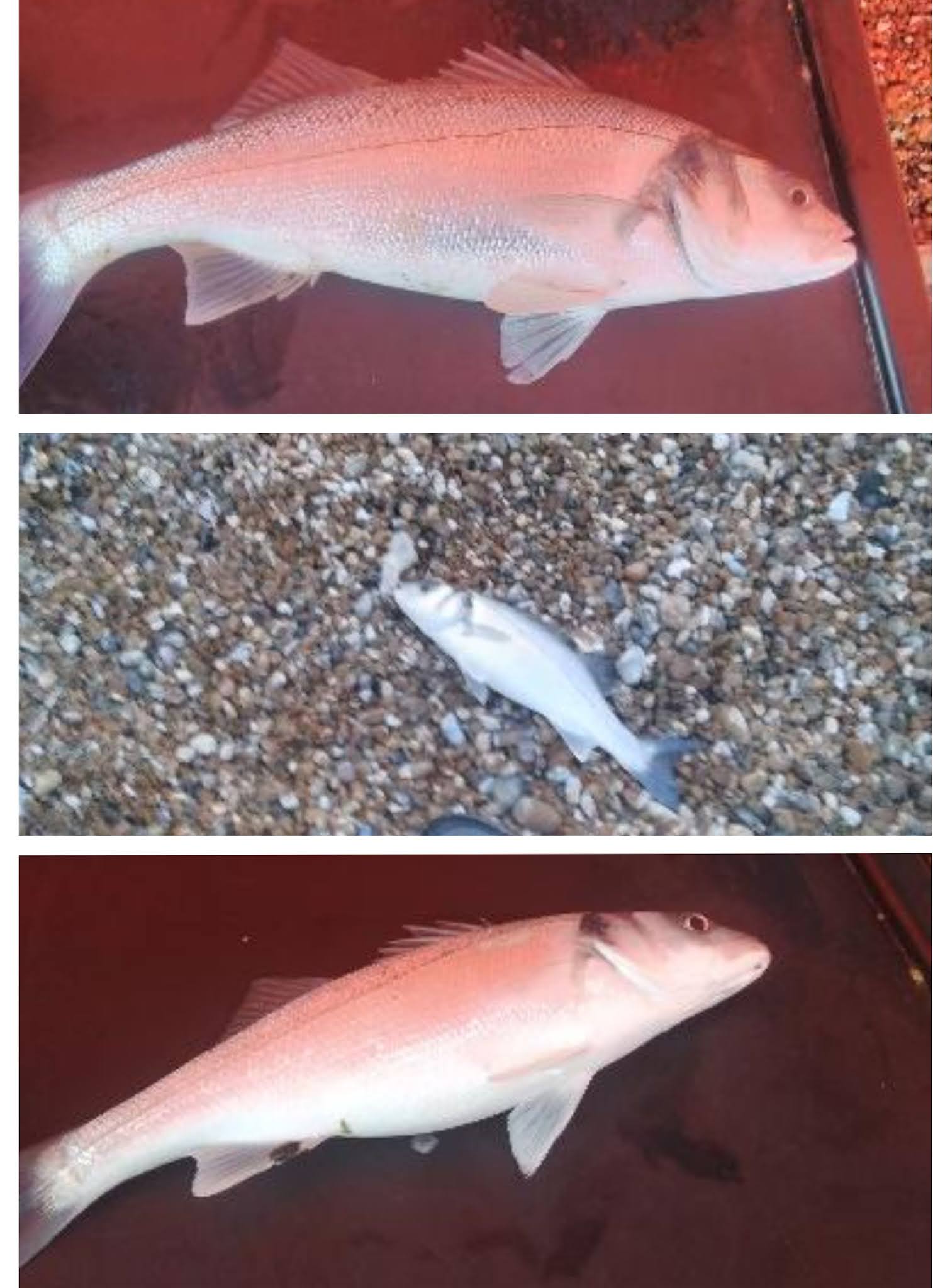 Seagull Fishing Tackle Sea Fishing at Dungeness