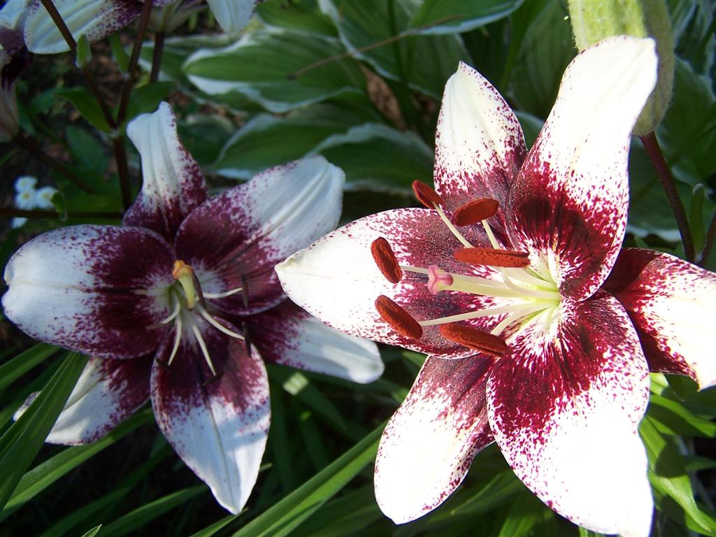 Perennial Passion: Tango Lilies