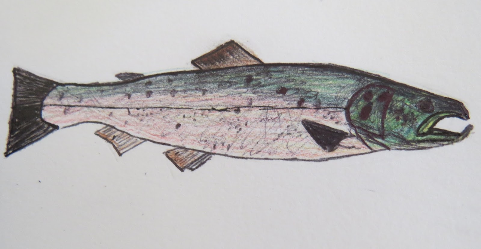 The Autistic Naturalist: How To Draw: Freshwater Fish