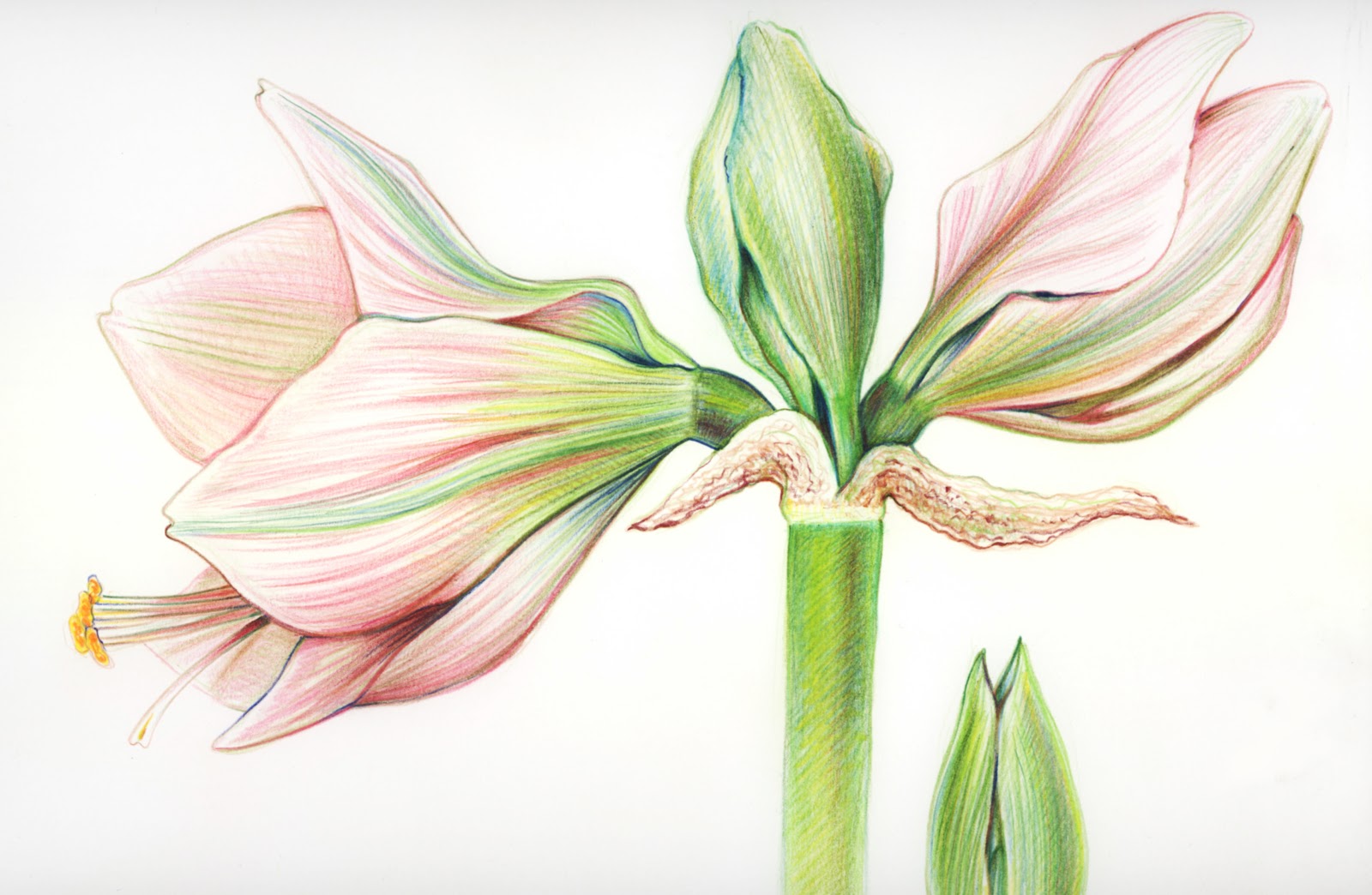 Marie Dauenheimer's Art and Anatomy Blog: Vibrant Drawings Using ...