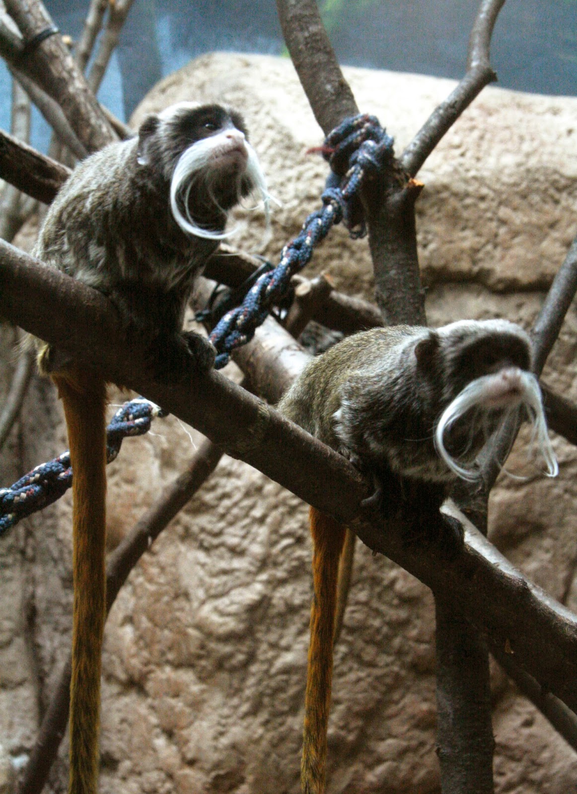 Etnografía: Monkeys at the Como Zoo
