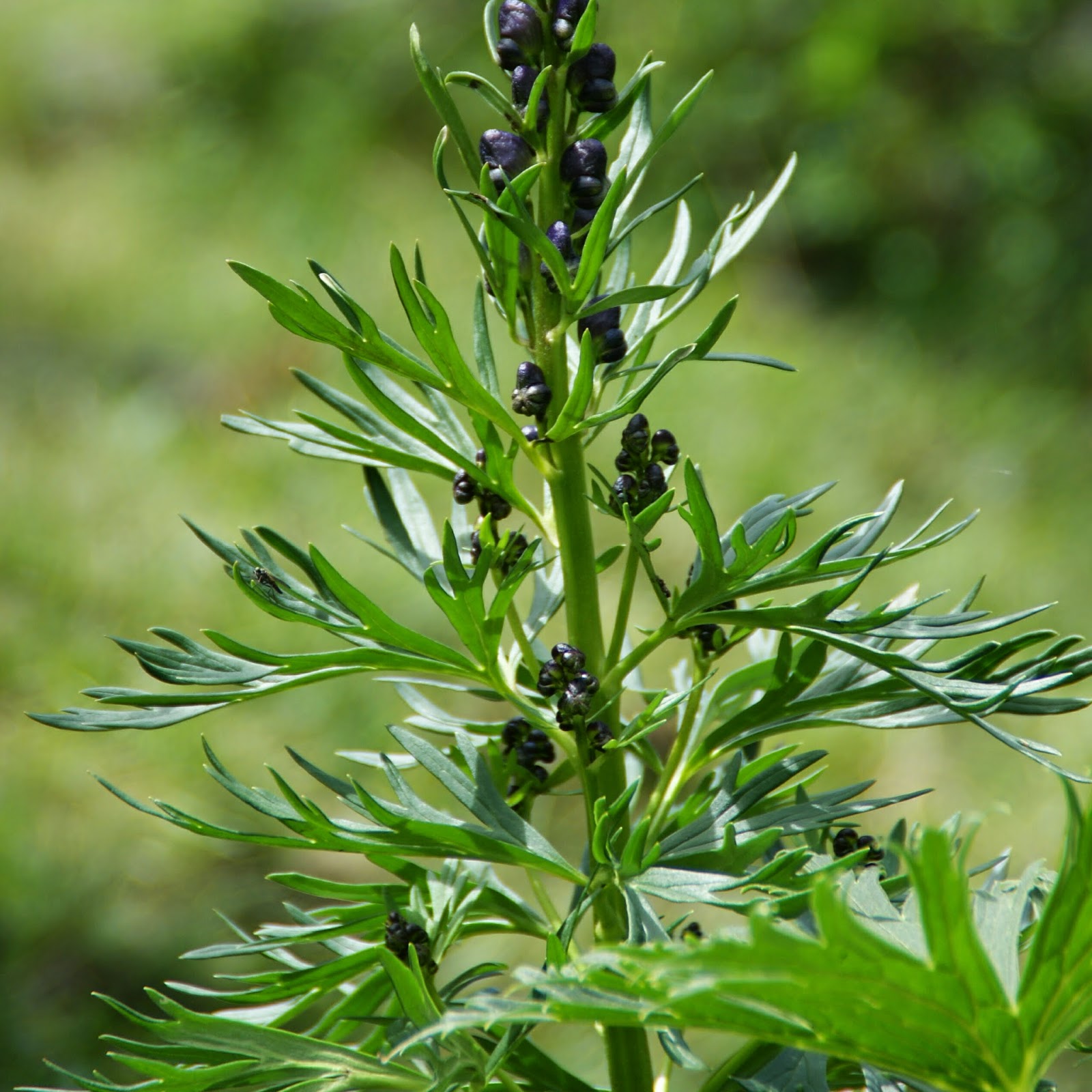 Aconitum napellus | Wild flowers of Europe by Anita Beijer