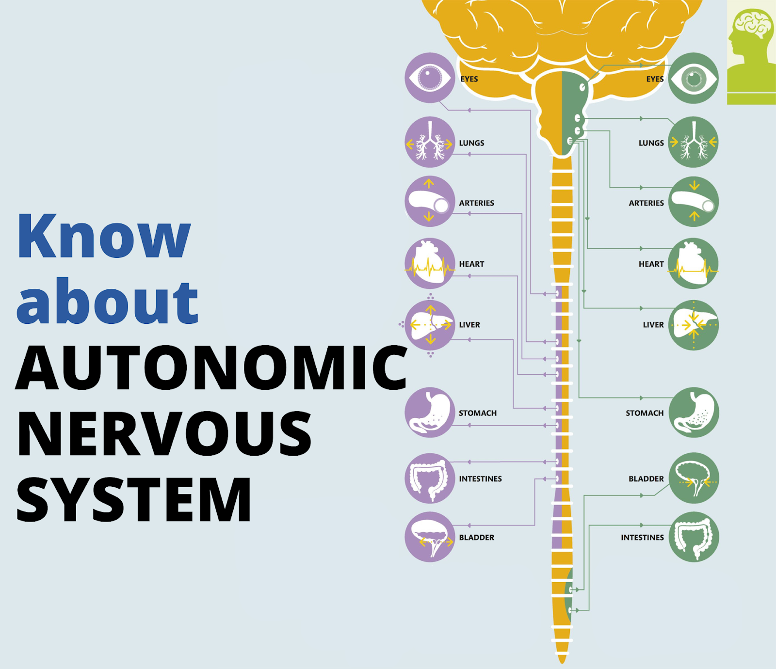 The Autonomic Nervous System