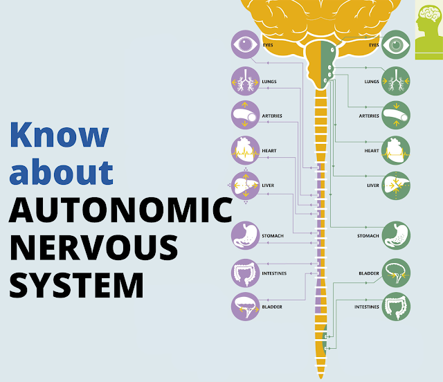 The Autonomic Nervous System