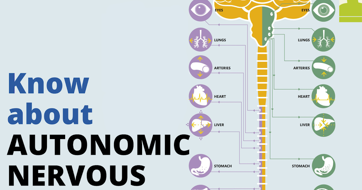 The Autonomic Nervous System
