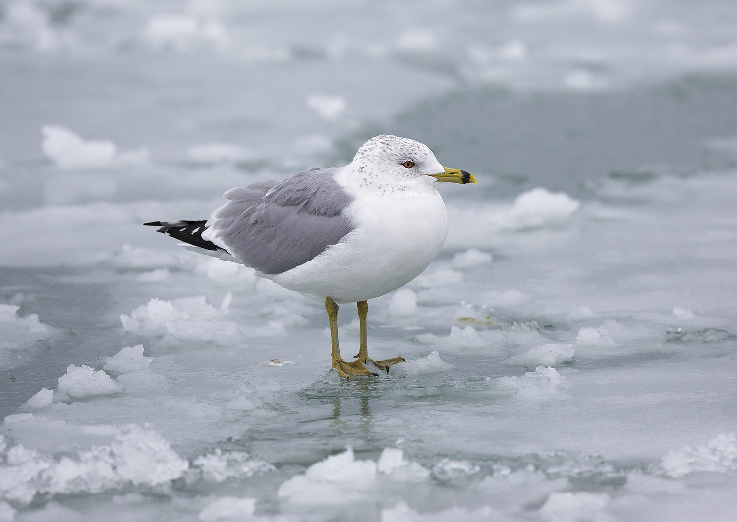 pewit: Ring-billed Gulls
