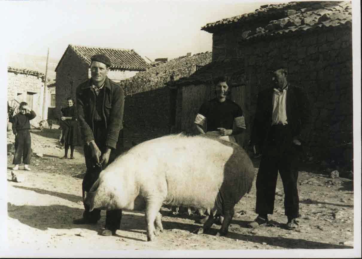 Diario de Švejk: El Puerco
