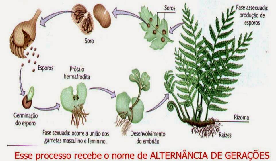 Blog de Biologia: Reino Plantae ou Metaphyta