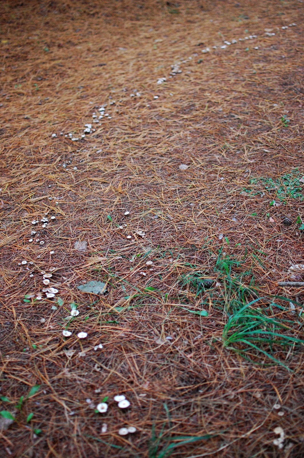 Avalanche Looms: A fairy ring walk