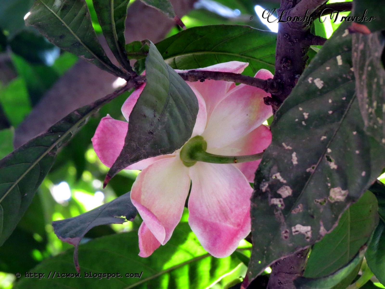 Majestic Heaven Lotus - Gustavia augusta