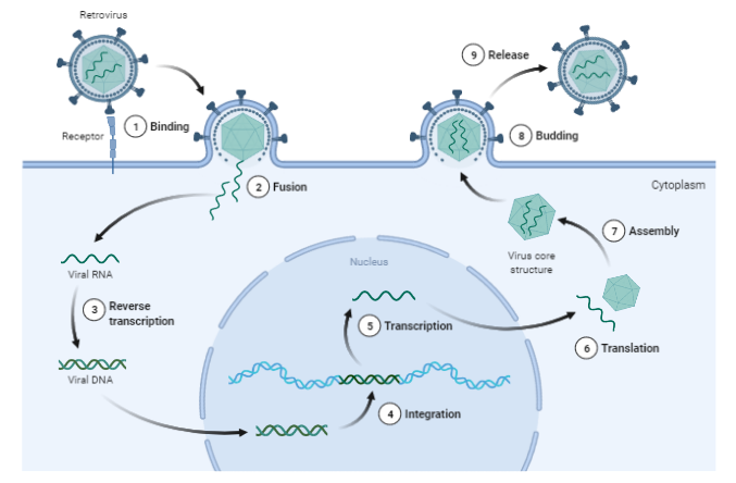 How Do Retroviruses Replicate? | Structure of Retrovirus | Human Immunodeficiency Virus (HIV)