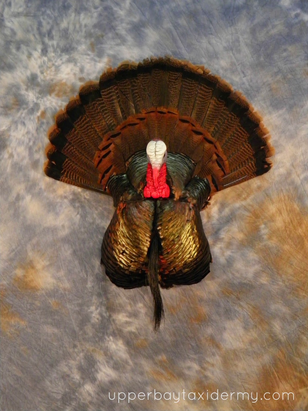 Upper Bay Taxidermy Mobile Gallery: Turkey photos