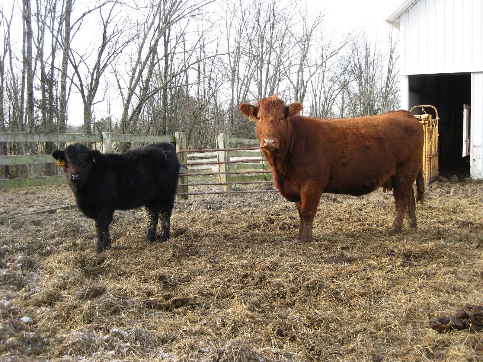 Sweet Meadow Sampler: All About American Limousin Cattle