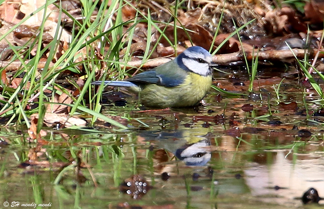 Euskal Herria mendiz mendi: OIANBAKOITZ (1226M), MILPIRIBIL (1277M ...