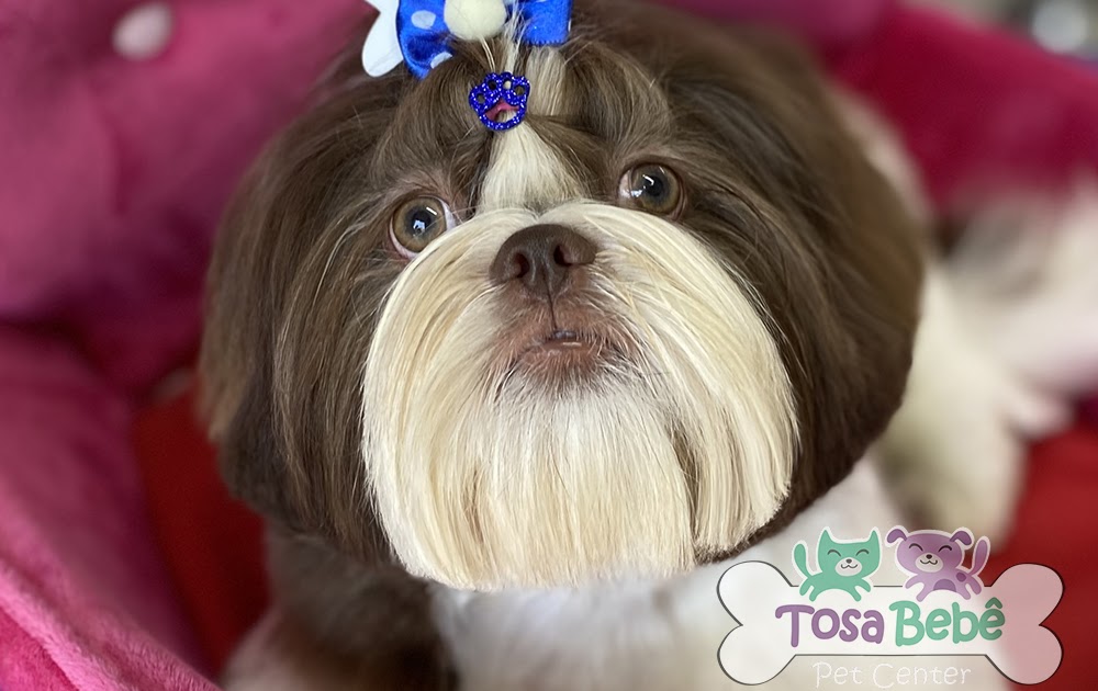 TOSA BEBÊ - TOSA VERÃO - TOSA TESOURA -TOSA PORTO ALEGRE: SHIHTZU ...