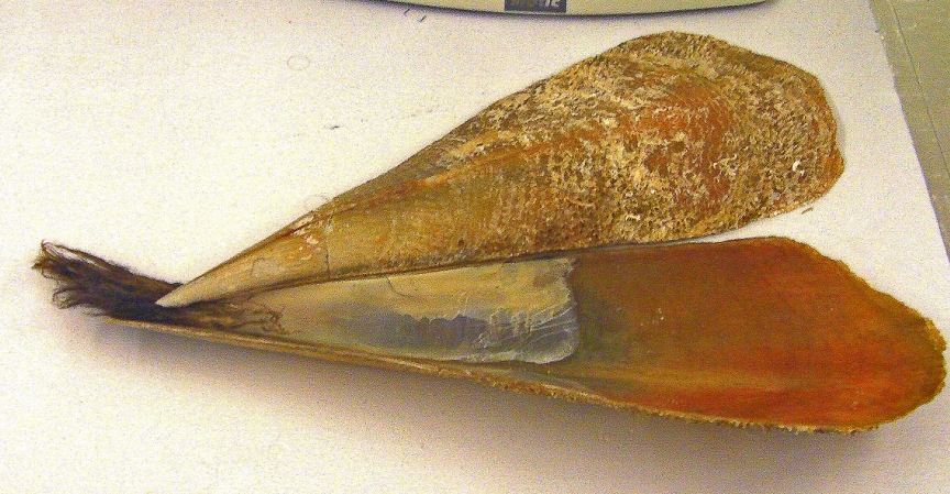 TYWKIWDBI ("Tai-Wiki-Widbee"): "Sea silk" and "byssus" explained