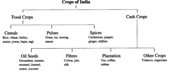 ICSE Solutions for Chapter 8 Agriculture in India Class 10 Geography