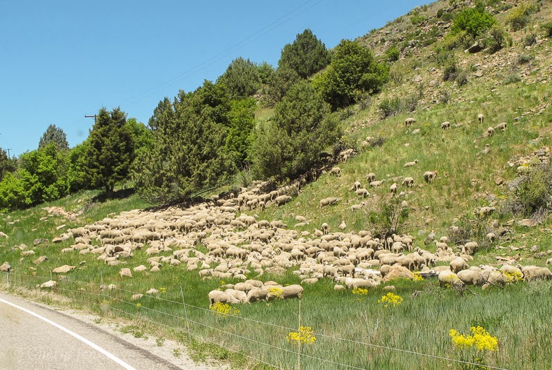 Squirrel's View: Hardware Ranch Wildlife Management Area, Utah