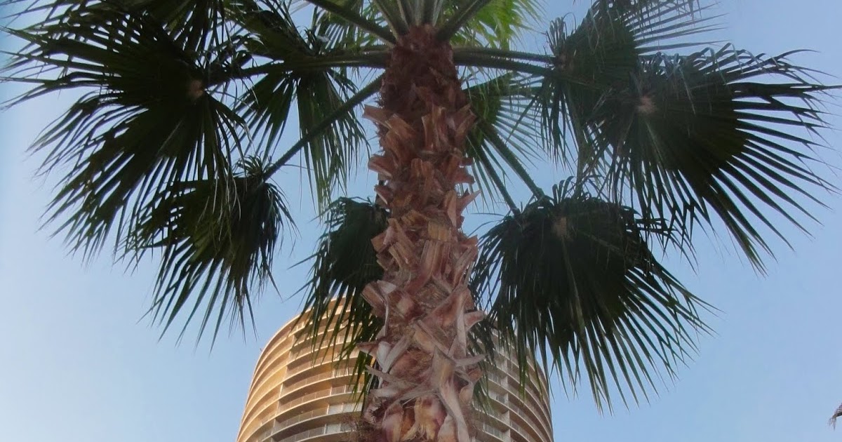 The GoFather Of Math: Three Of A Kind ... Circular Building With Palm Tree Eclipse