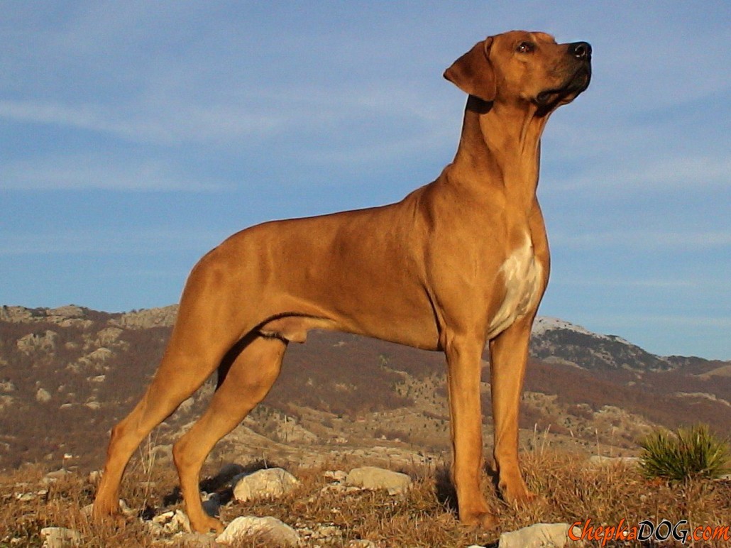 dog side stories: Rhodesian Ridgeback (Ροδεσιανό Ρίτζμπακ)
