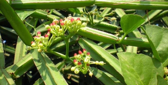 Veldt grape medicinal benefits