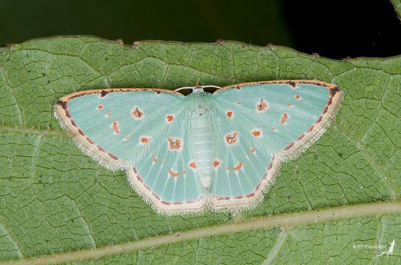 The Mini Moth That's Smaller Than Words on a Page! | Featured Creature