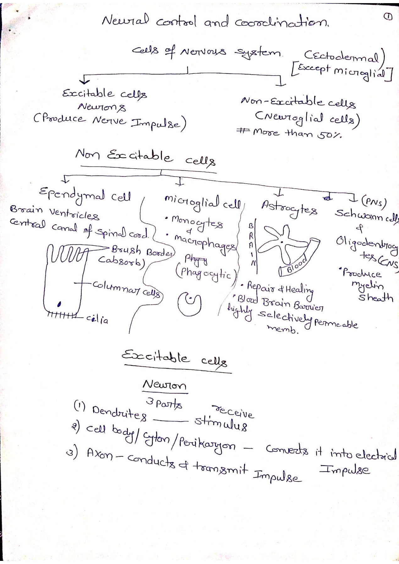 Neural control and coordination notes - Studypur
