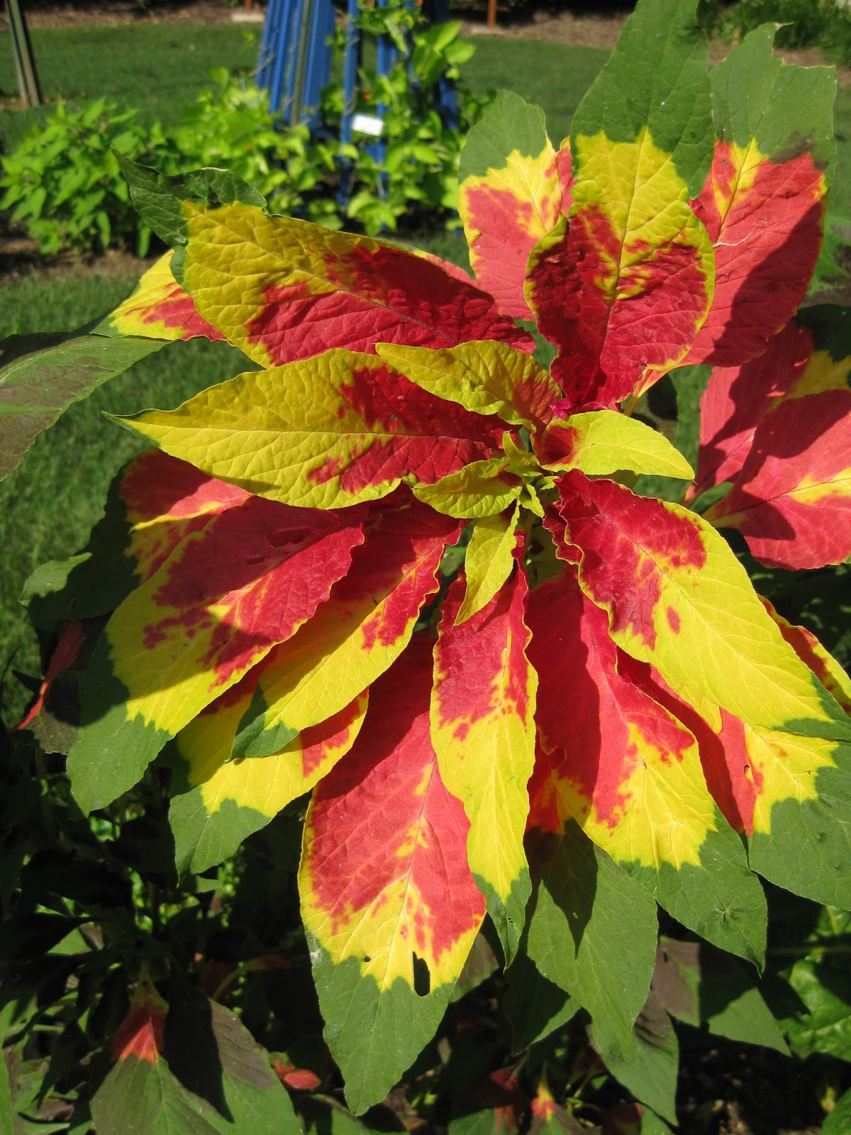 Rotary Botanical Gardens - Hort Blog: Amazing Amaranths